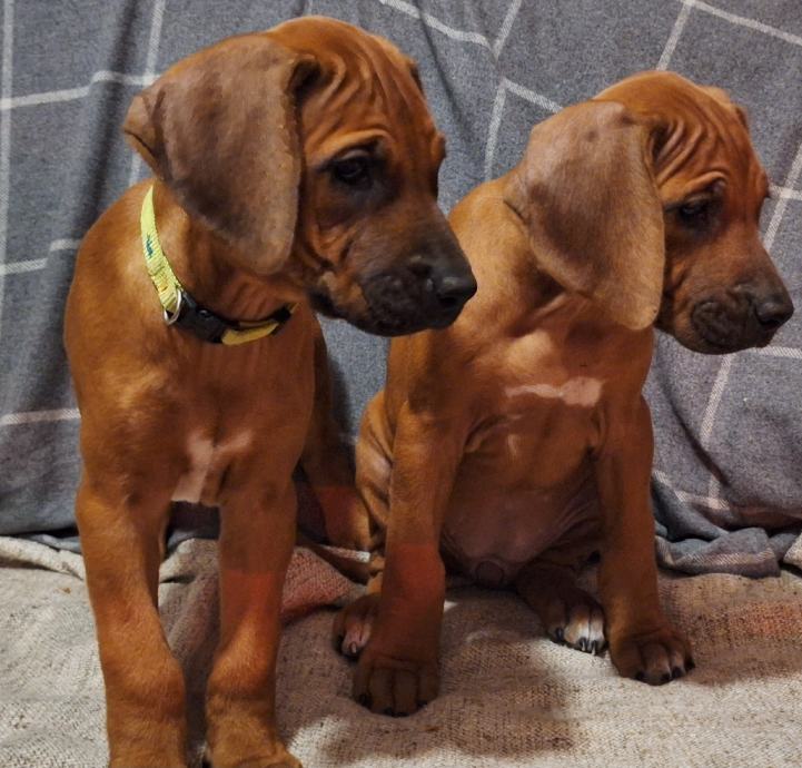 Rhodesian Ridgeback (gonić lavova) - štenci