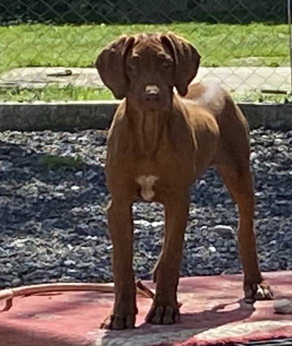 Rhodesian Ridgeback (gonić lavova) - štenci