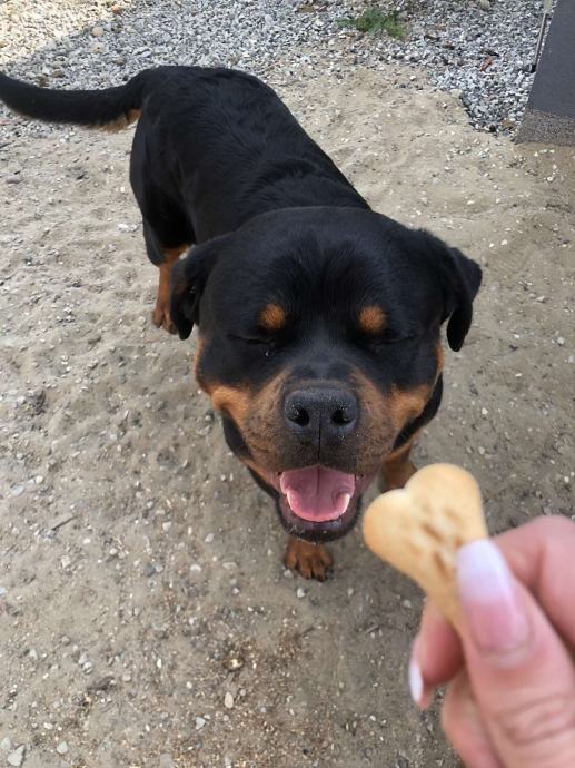 Rottweiler ( rotvajler ) muzijak za parenje