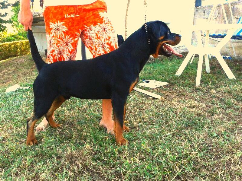 Rottweiler Rotvajler
