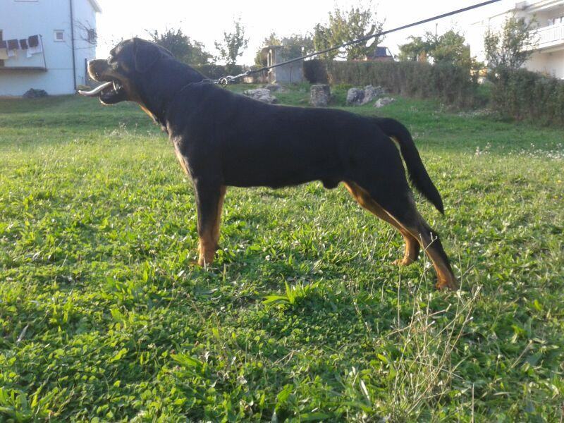 Rottweiler Rotvajler