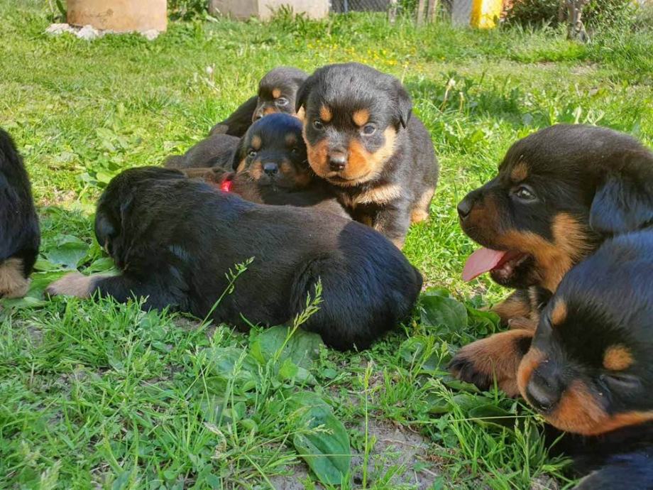 Rottweiler