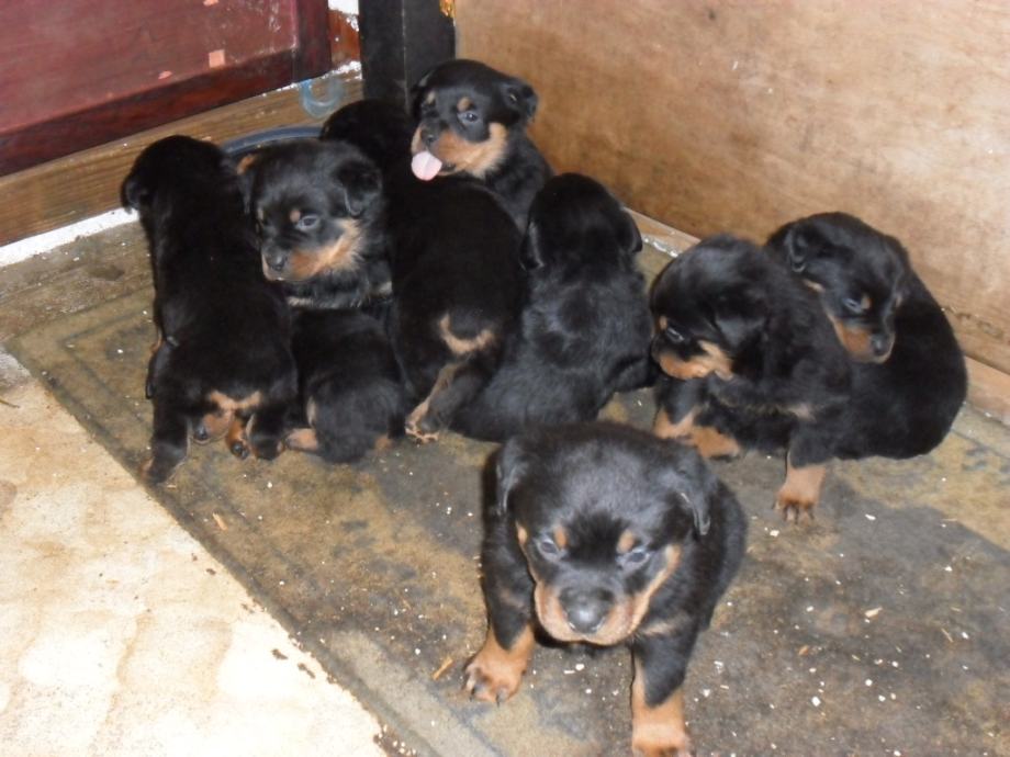 Rottweiler stenci HITNO!!!!