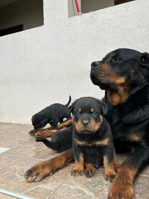 rottweiler žensko štene
