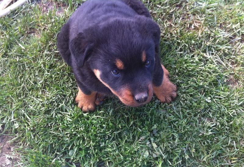 Rotvajler - rottweiler štene