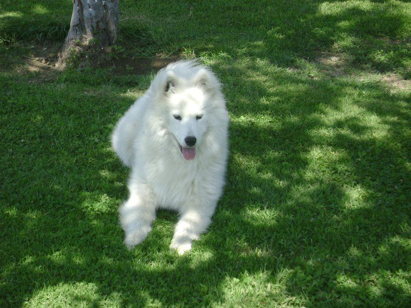 Samojed(crni štenci)*POKLANJAM*