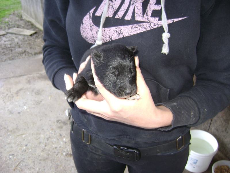 Samojed(crni štenci)*POKLANJAM*