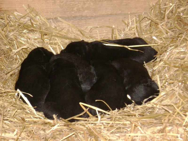Samojed(crni štenci)*POKLANJAM*