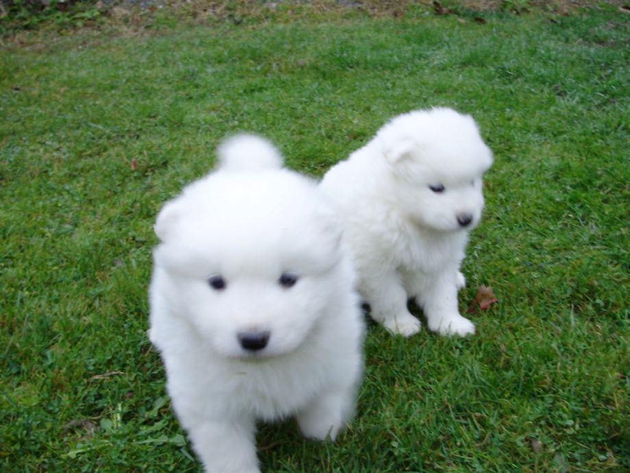 SAMOJED ŠTENE STARO 3 MJ.