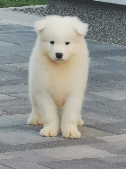 SAMOJED STENCI( SAMOYED, SIBIRSKI SAMOJED)