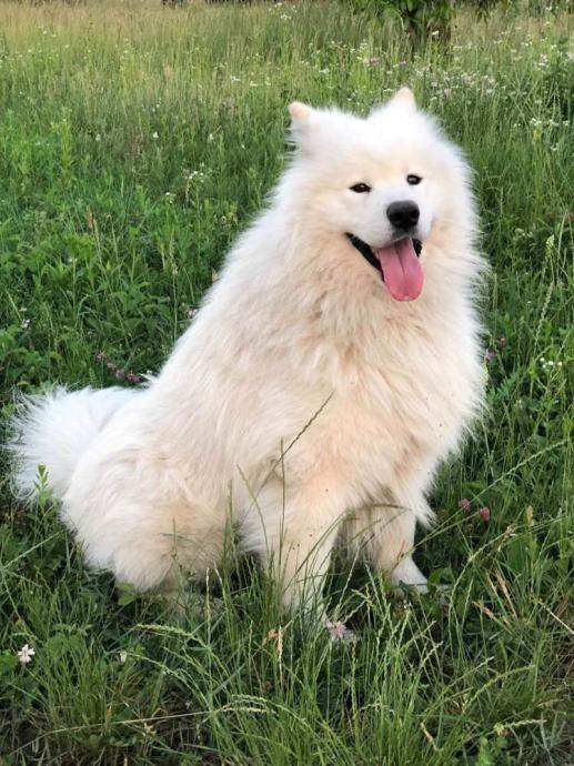 Samojed štenci - svi ženski (ostalo još jedno štene)