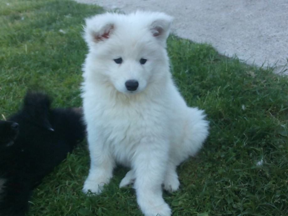 samojed žensko štene,