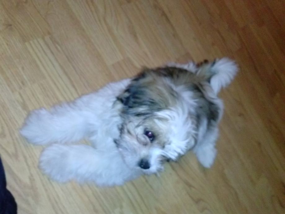 SHI TZU - mali psi// ( lokacija ČAKOVEC-VARAŽDIN cesta )