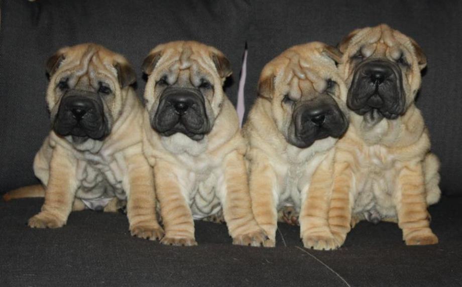 Shar Pei Prelepa Stenad