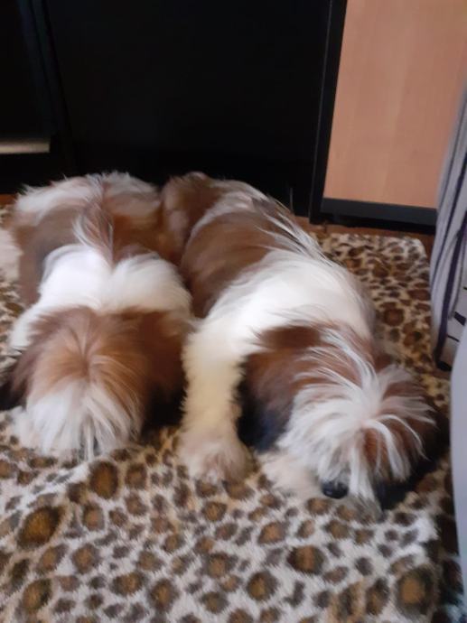 Shi Tzu, shi tzu, shih Tzu štenci prodaja