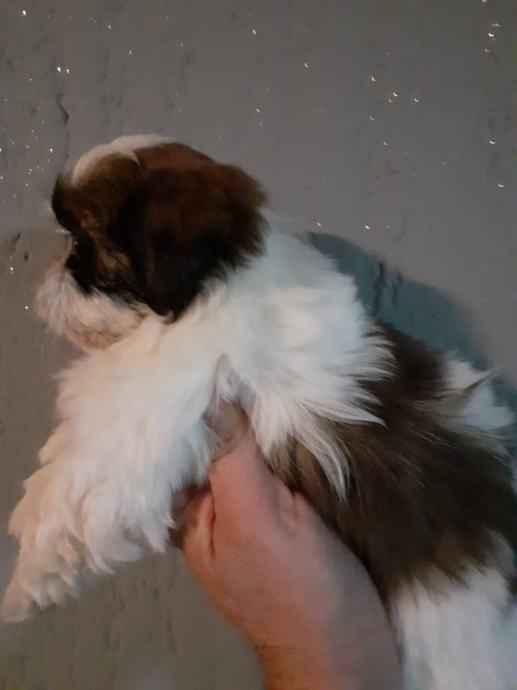 Shi Tzu, shi tzu, shih Tzu štenci prodaja