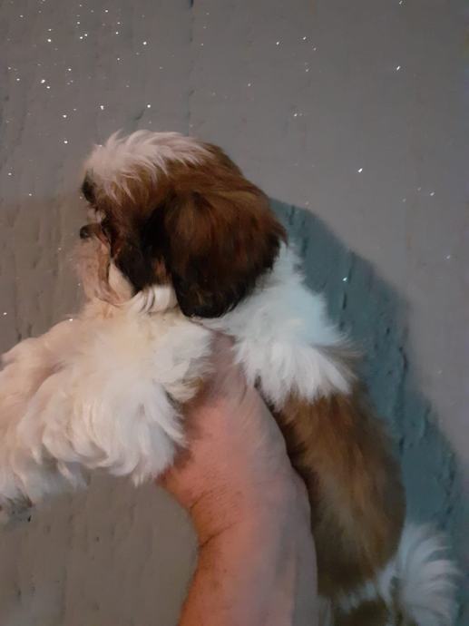 Shi Tzu, shi tzu, shih Tzu štenci prodaja