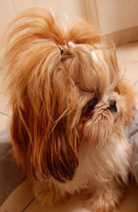 SHI TZU