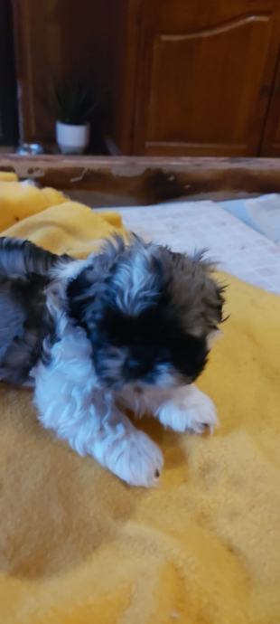 Shi tzu stenci prodaja