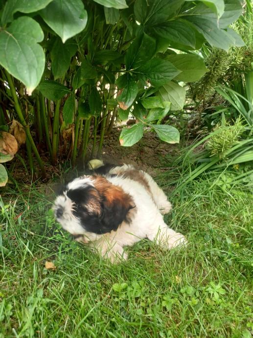 SHI TZU štenci / ŠI CU