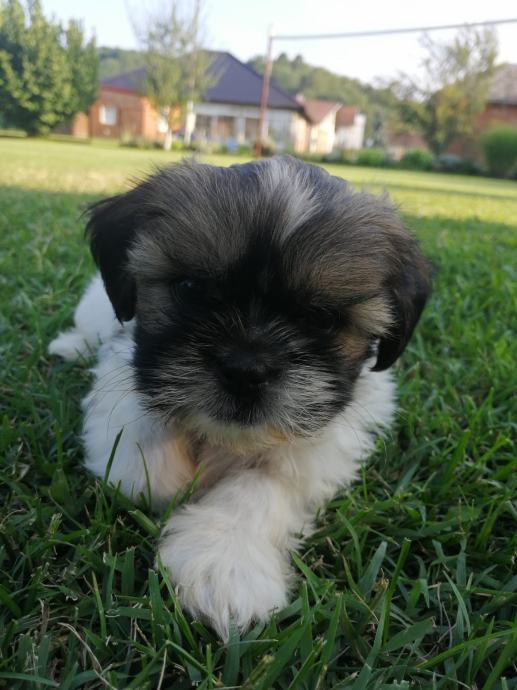 Shi tzu