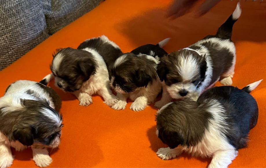 Shih tzu štenci