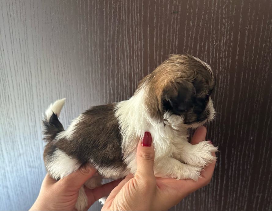 Shih tzu štenci