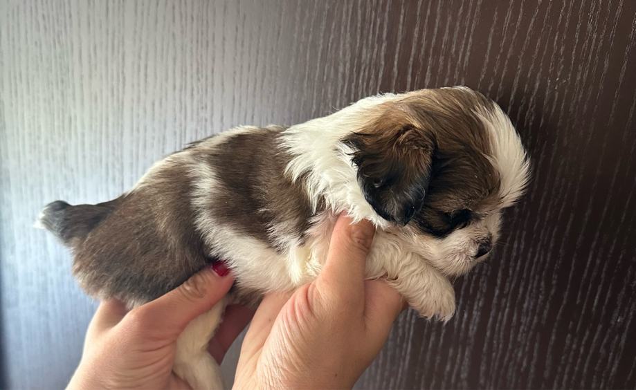 Shih tzu štenci