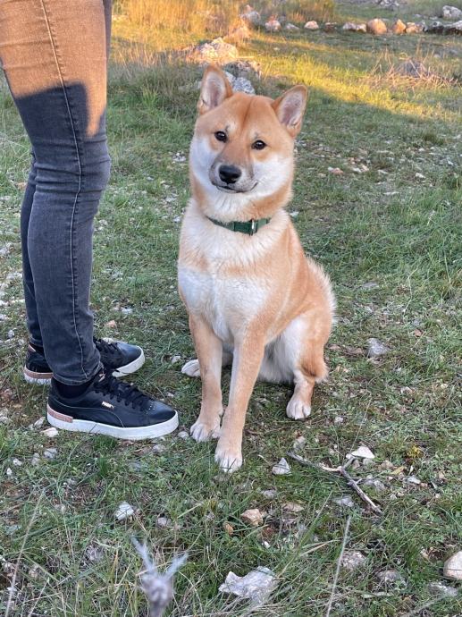 Shiba inu pas