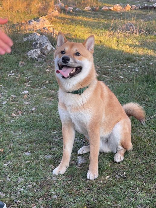 Shiba inu pas