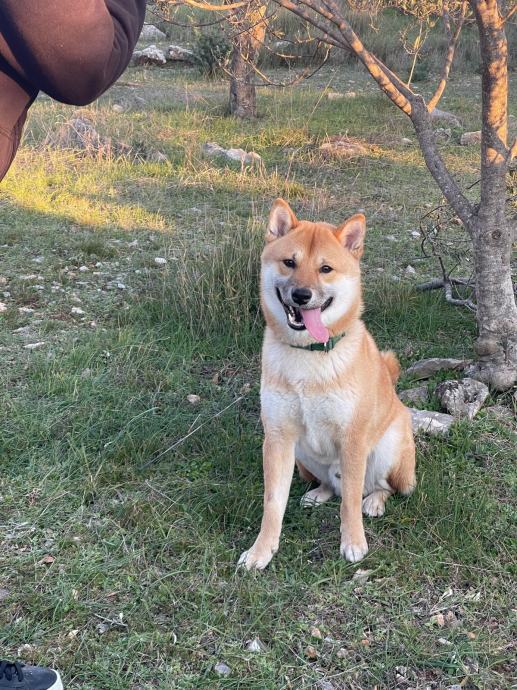 Shiba inu pas