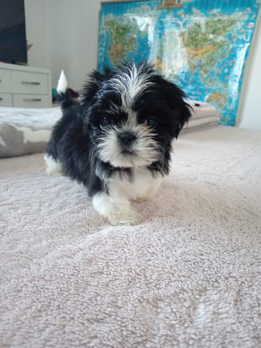 SHIH TZU STENCI