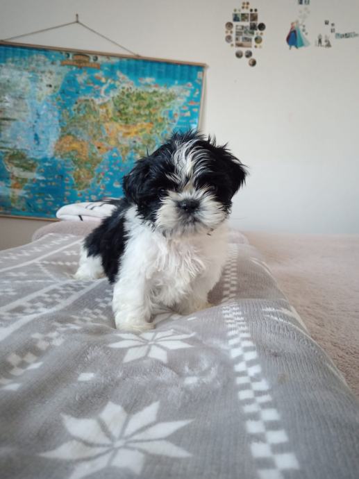 SHIH TZU STENCI