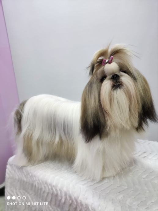 Shih tzu psi sa rodovnicama