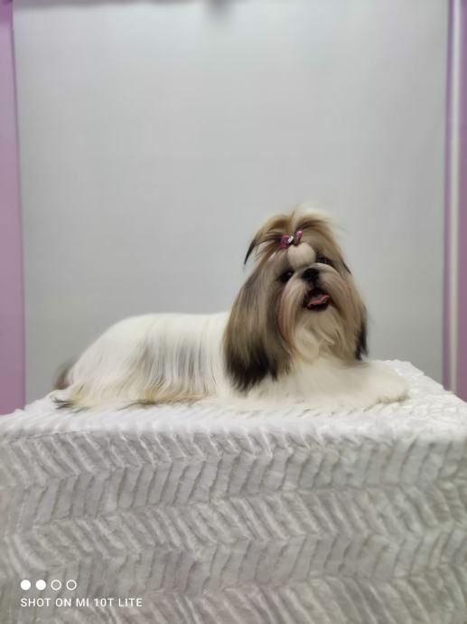 Shih tzu psi sa rodovnicama