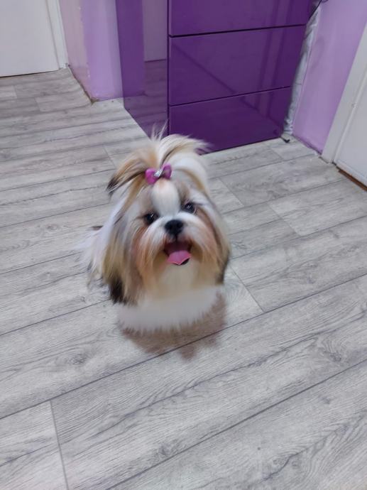 Shih tzu psi sa rodovnicama