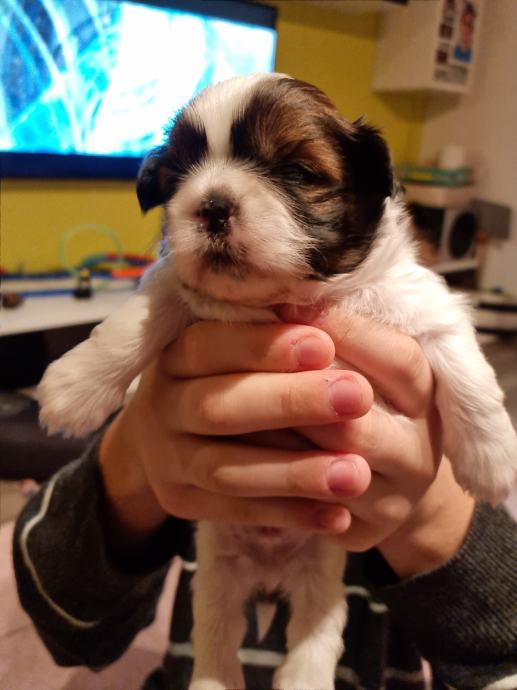 Shih tzu psi sa rodovnicama