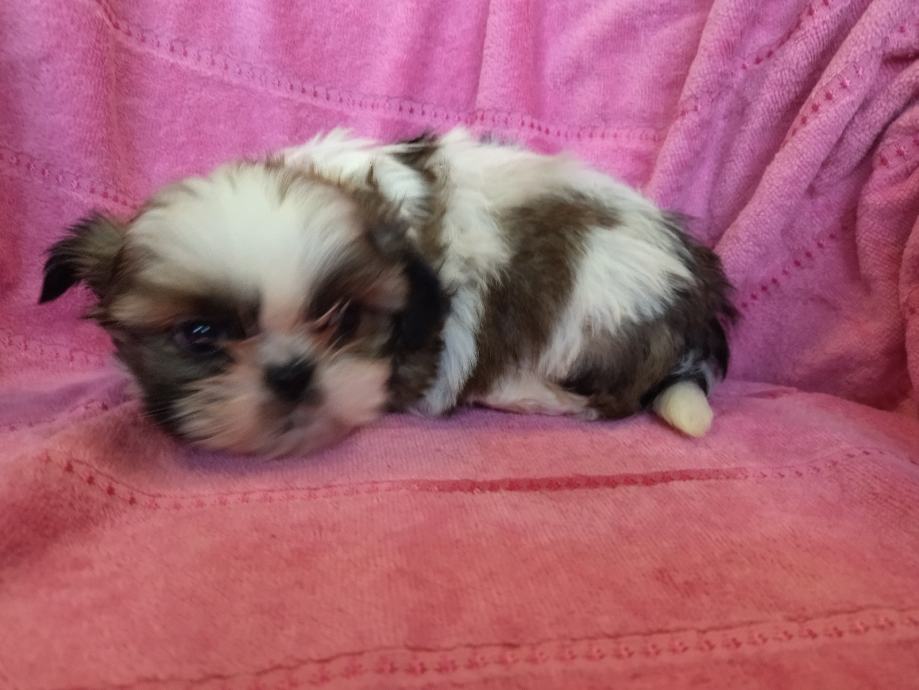 shih tzu rodovnik hks. Štenci.