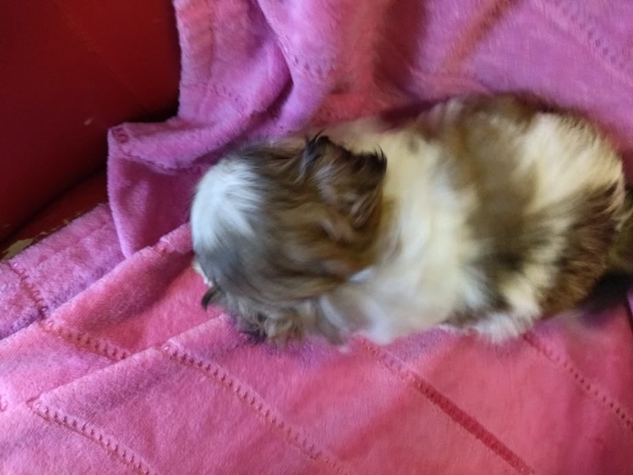 shih tzu rodovnik hks. Štenci.