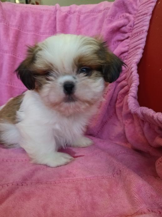 shih tzu rodovnik hks. Štenci.