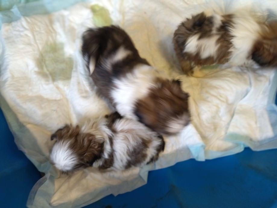 shih tzu rodovnik hks. Štenci.