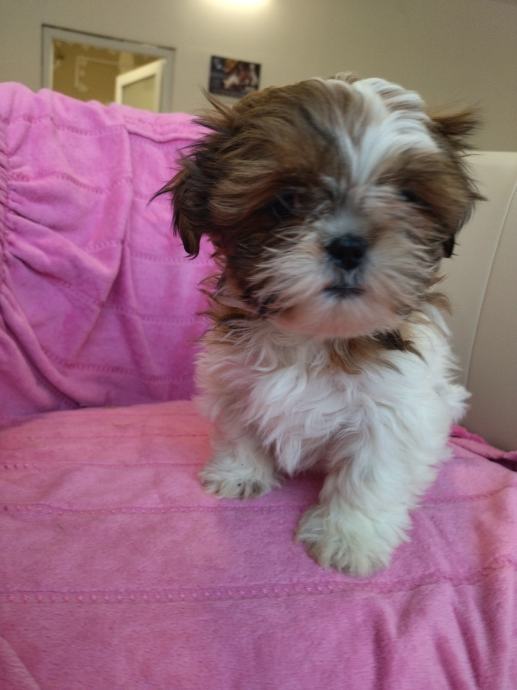 shih tzu rodovnik hks. Štenci.