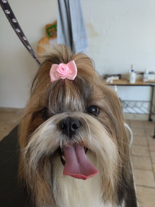 shih tzu rodovnik hks. Štenci.