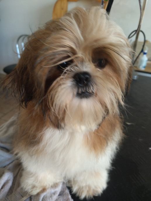 shih tzu rodovnik hks. Štenci.