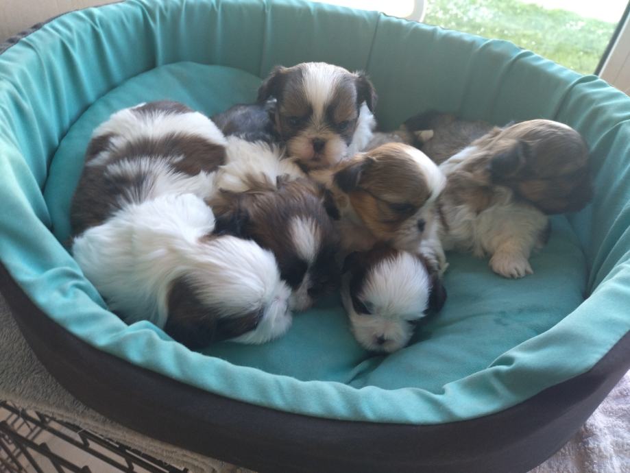 shih tzu rodovnik hks. Štenci.