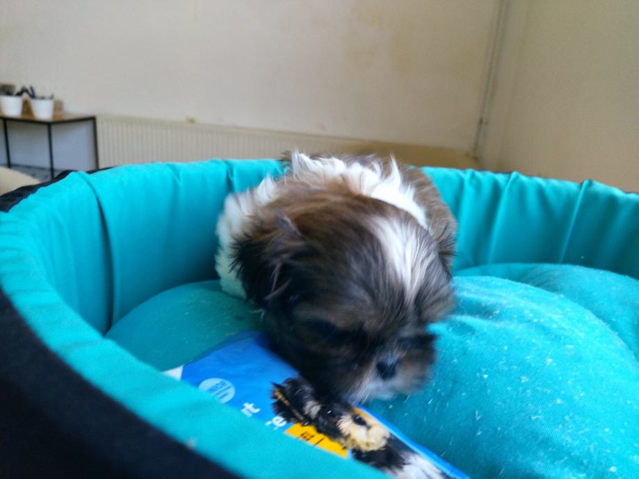 shih tzu rodovnik hks. Štenci.