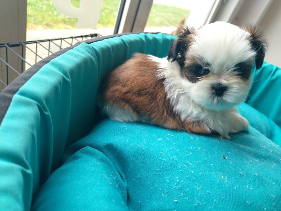 shih tzu rodovnik hks. Štenci.