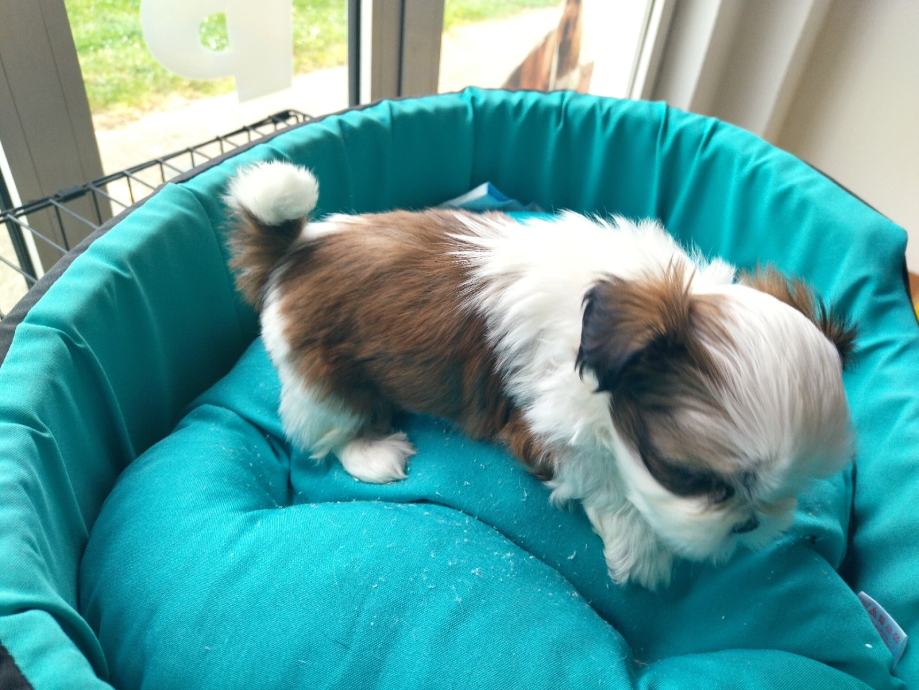 shih tzu rodovnik hks. Štenci.