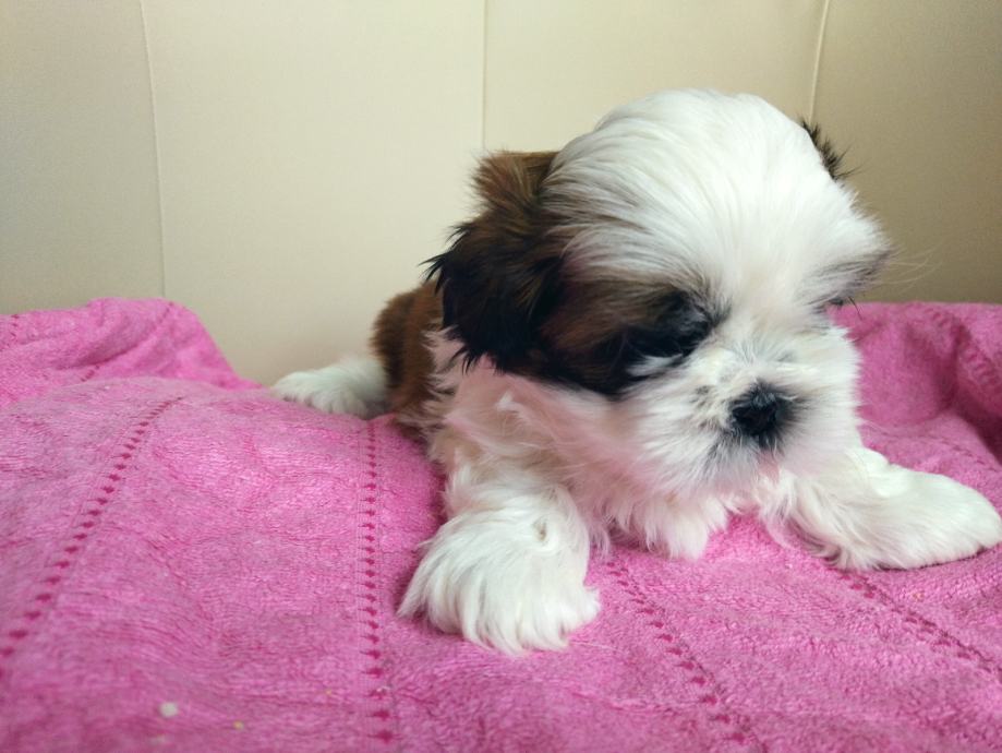 shih tzu rodovnik hks. Štenci.