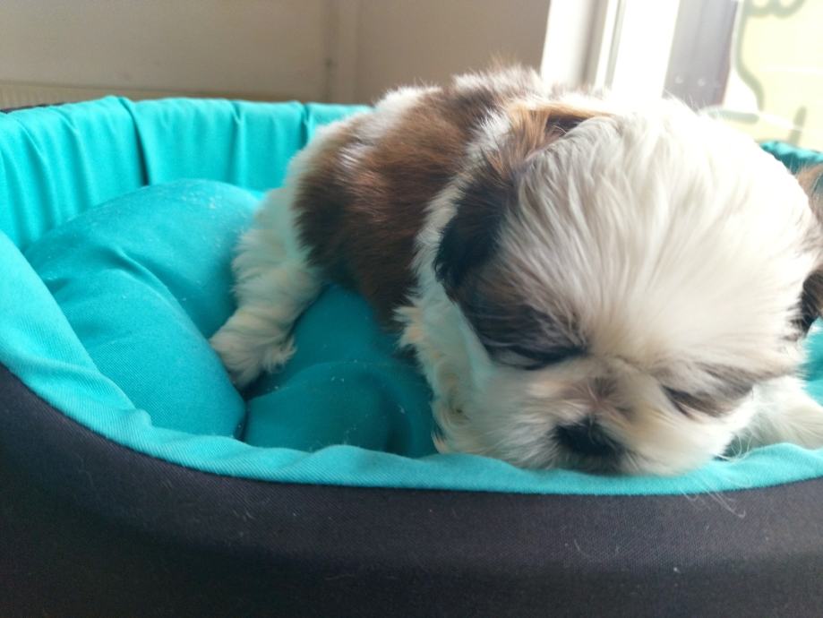 shih tzu rodovnik hks. Štenci.